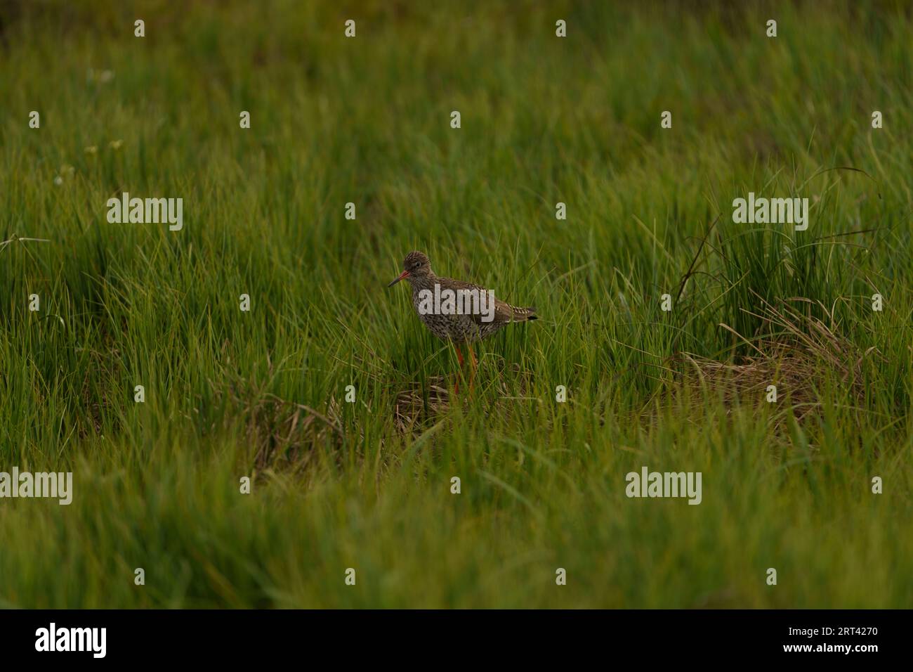 Tringa totanus Family Scolopacidae Genus Tringa Common redshank wild ...