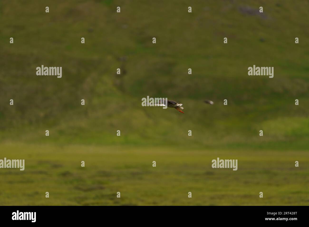 Flying Tringa totanus Family Scolopacidae Genus Tringa Common redshank ...