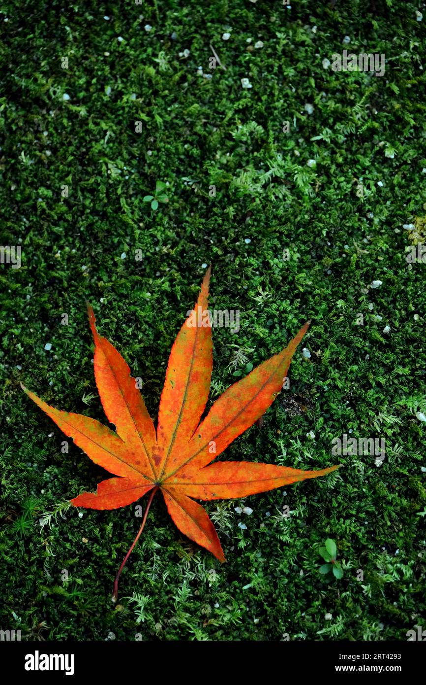 Still life of a single orange maple leaf falling on green moss Stock ...