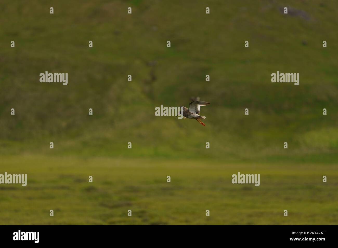 Flying Tringa totanus Family Scolopacidae Genus Tringa Common redshank ...
