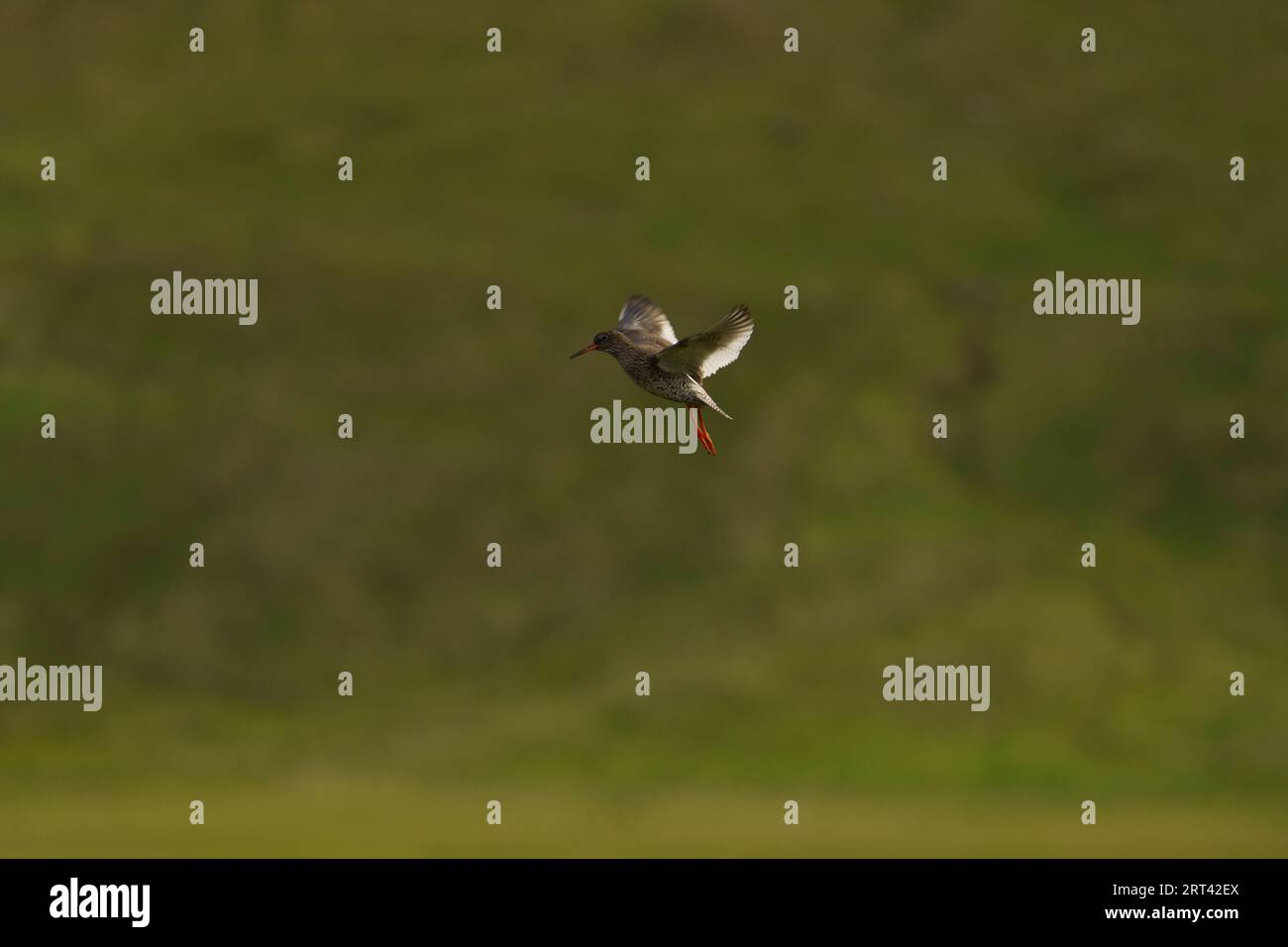 Flying Tringa totanus Family Scolopacidae Genus Tringa Common redshank ...