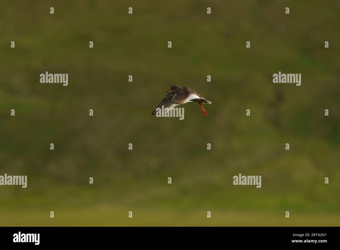 Flying Tringa totanus Family Scolopacidae Genus Tringa Common redshank ...