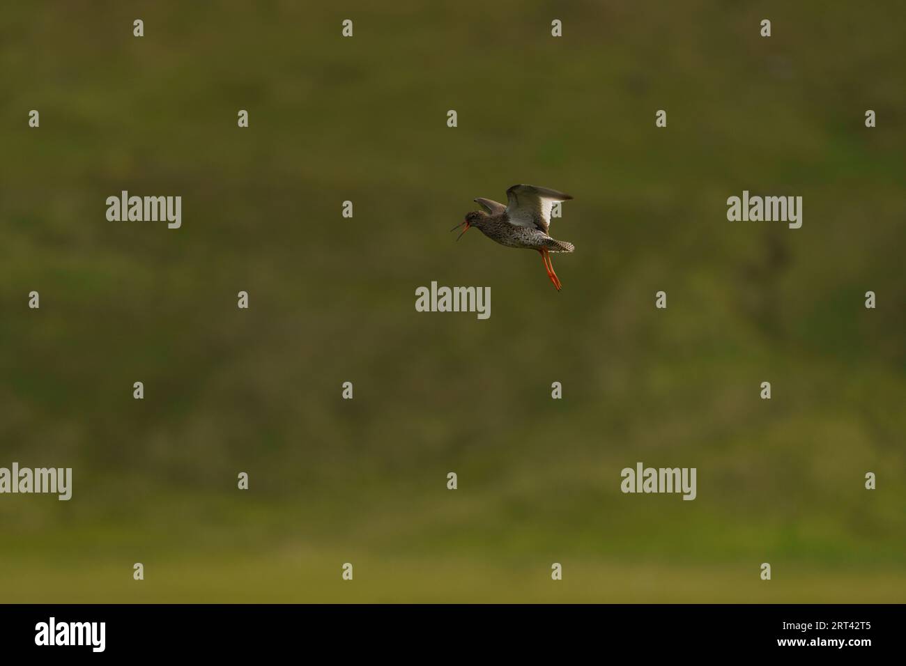 Flying Tringa totanus Family Scolopacidae Genus Tringa Common redshank ...