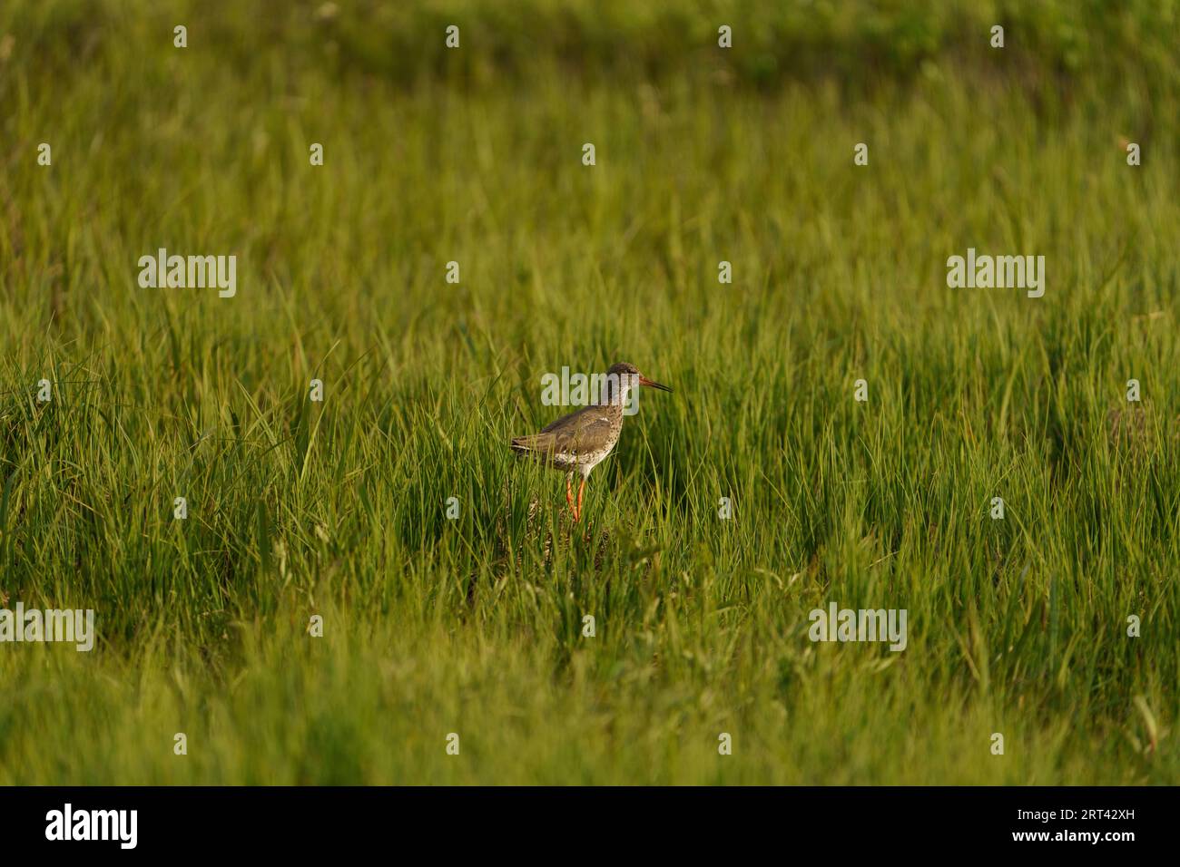 Tringa totanus Family Scolopacidae Genus Tringa Common redshank wild ...