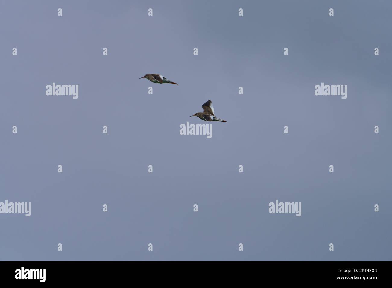 Flying Tringa totanus Family Scolopacidae Genus Tringa Common redshank ...