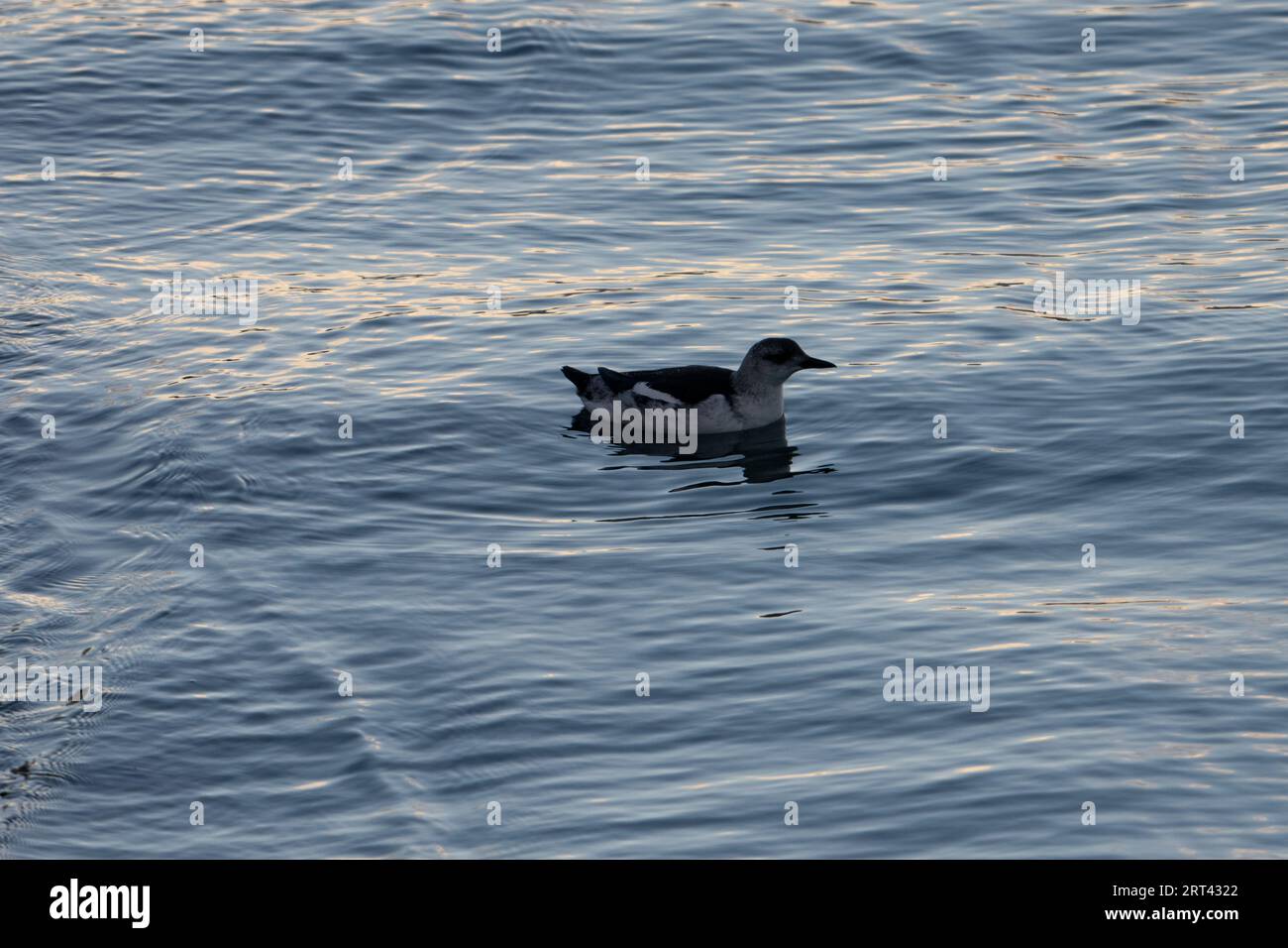 Cepphus grylle Family Alcidae Genus Cepphus Black guillemot Tystie wild ...