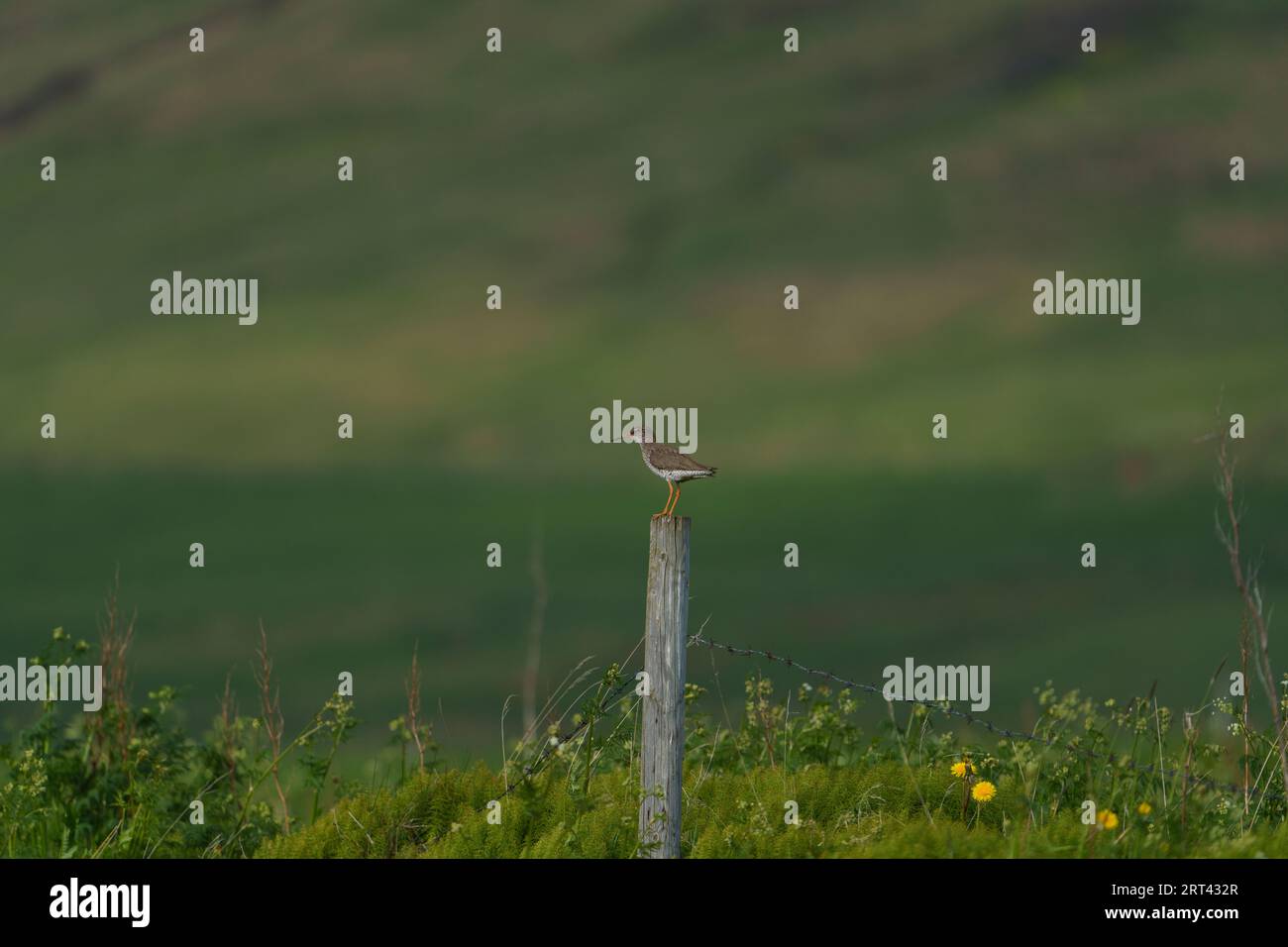Totanus genus hi-res stock photography and images - Alamy