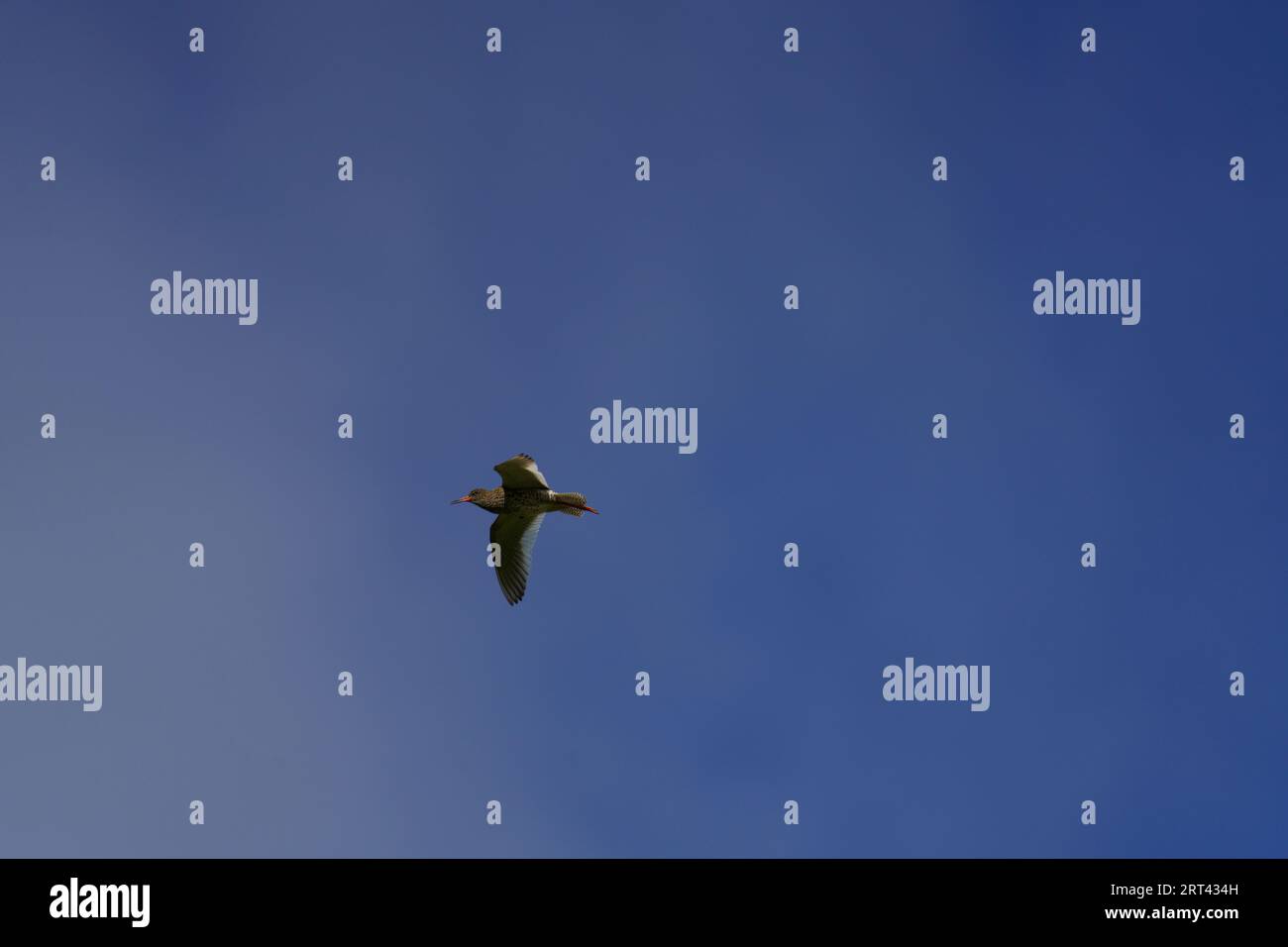 Flying Tringa totanus Family Scolopacidae Genus Tringa Common redshank ...