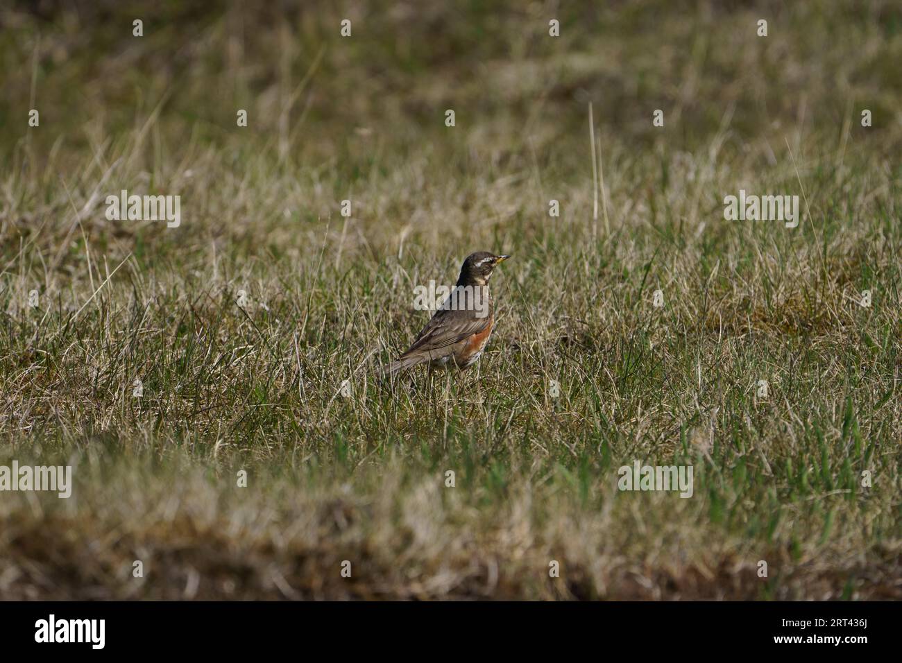 Turdus iliacus Family Turdidae Genus Turdus Redwing wild nature bird ...