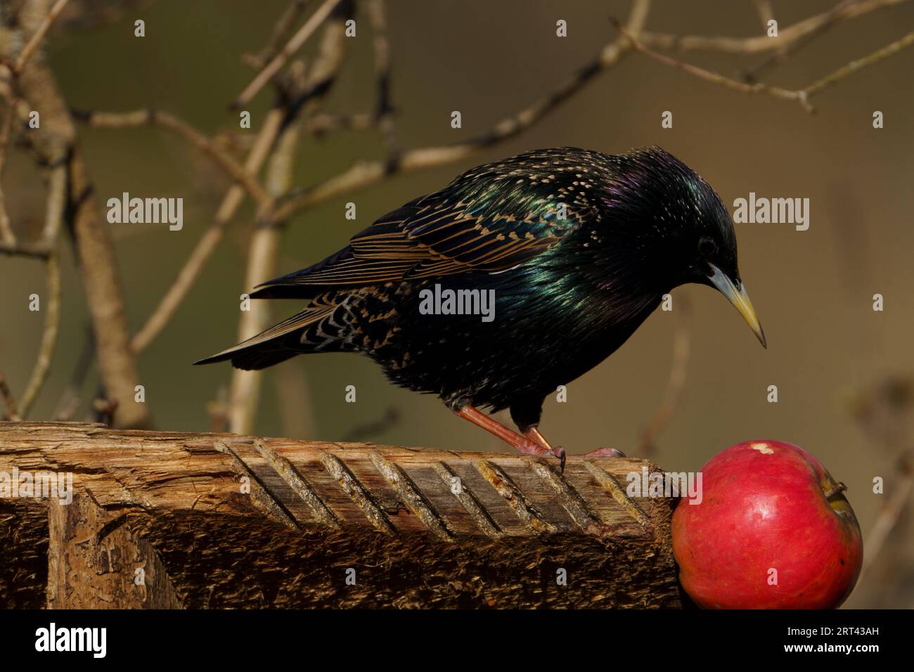 Common starling and red apple Stock Photo - Alamy