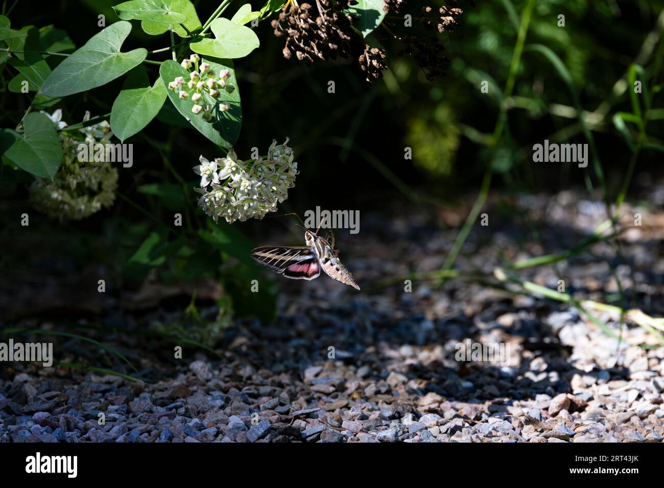 White lined sphinx moth in hawk moth family and sometimes called a ...