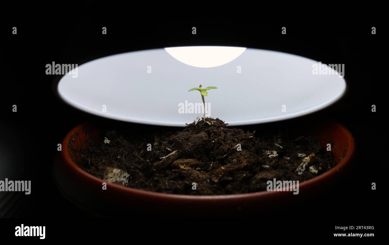 a tiny sprout of medical cannabis grows under an LED lamp in loose ...
