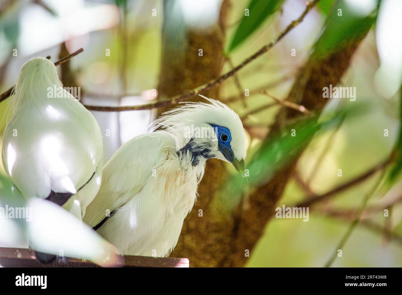 Captivating Bali Mynah, Leucopsar rothschildi, an iconic bird species ...