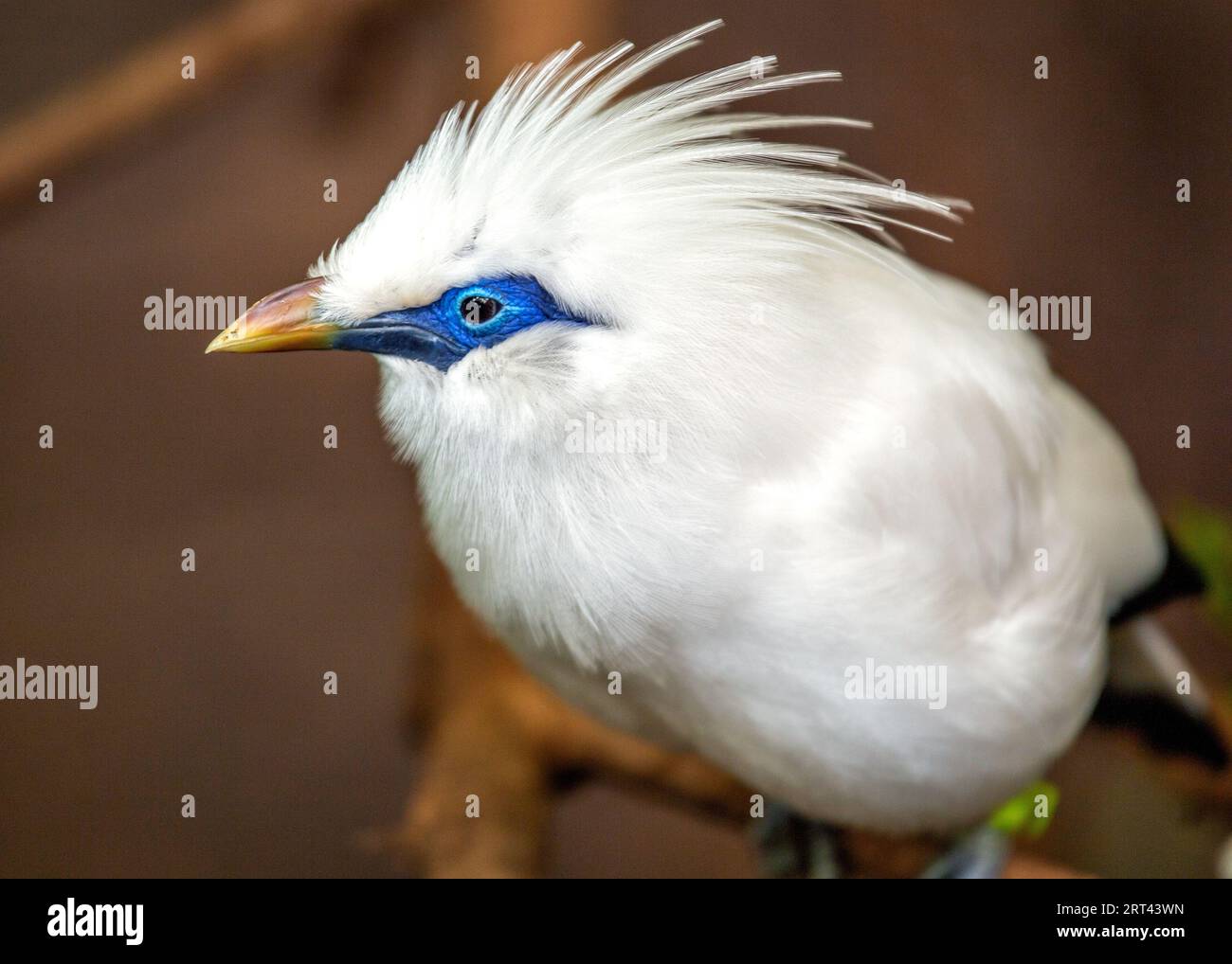 Captivating Bali Mynah, Leucopsar rothschildi, an iconic bird species ...