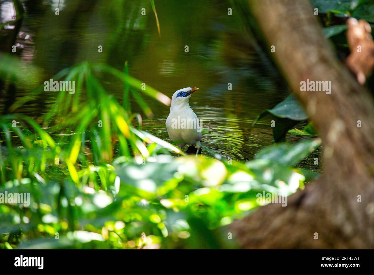 Captivating Bali Mynah, Leucopsar rothschildi, an iconic bird species ...