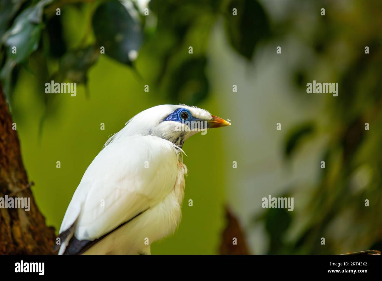 Captivating Bali Mynah, Leucopsar rothschildi, an iconic bird species ...