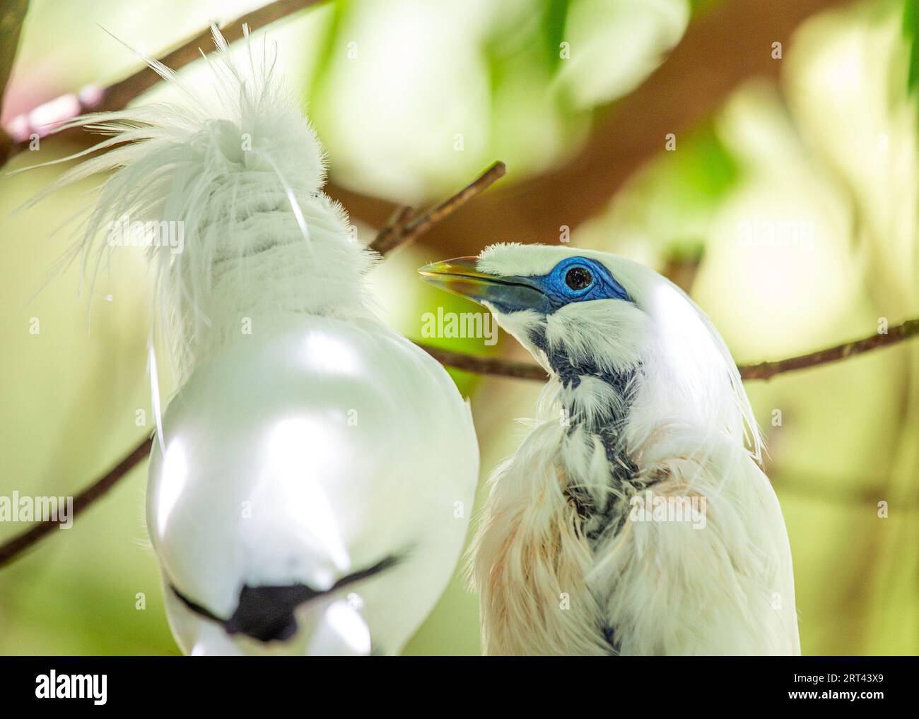 Captivating Bali Mynah, Leucopsar rothschildi, an iconic bird species ...