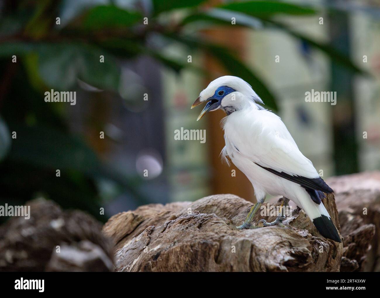 Balis iconic species hi-res stock photography and images - Alamy