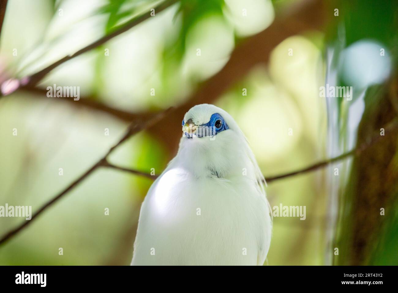 Captivating Bali Mynah, Leucopsar rothschildi, an iconic bird species ...
