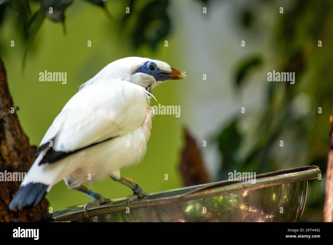 Captivating Bali Mynah, Leucopsar rothschildi, an iconic bird species ...