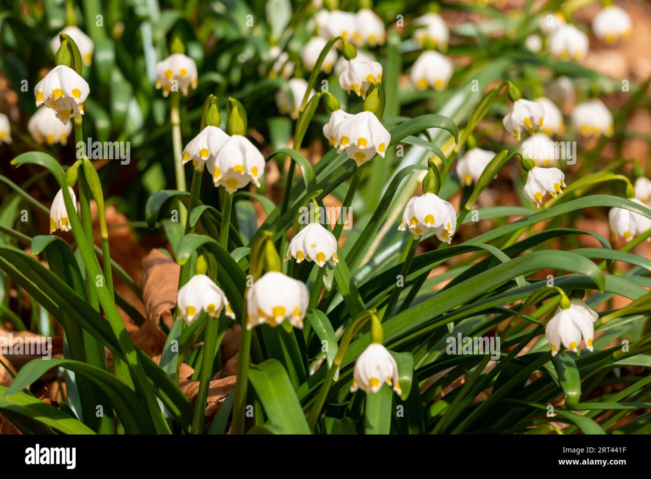 Full frame close-up of flowering spring snowflake (Leucojum vernum) in ...