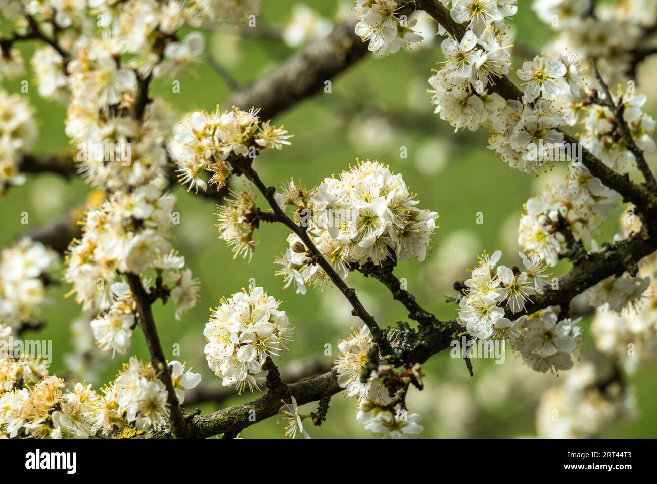 Flowering blackthorn tree (Prunus spinosa) in spring. The white ...