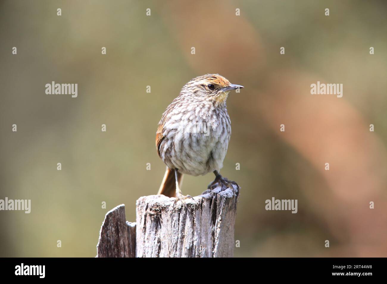 Family furnariidae hi-res stock photography and images - Alamy
