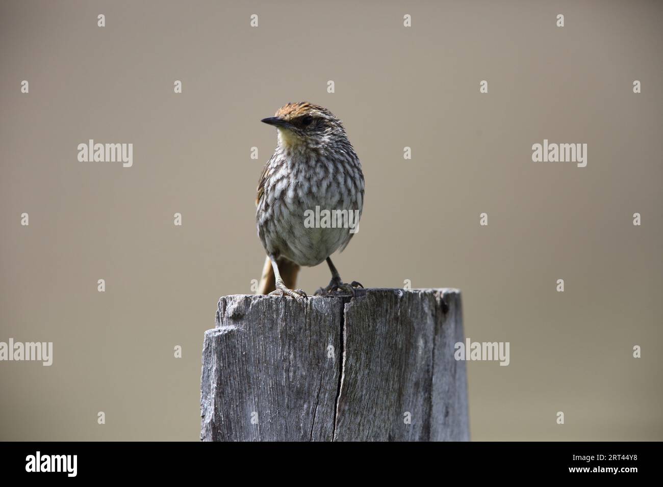 The many-striped canastero (Asthenes flammulata) is a species of ...