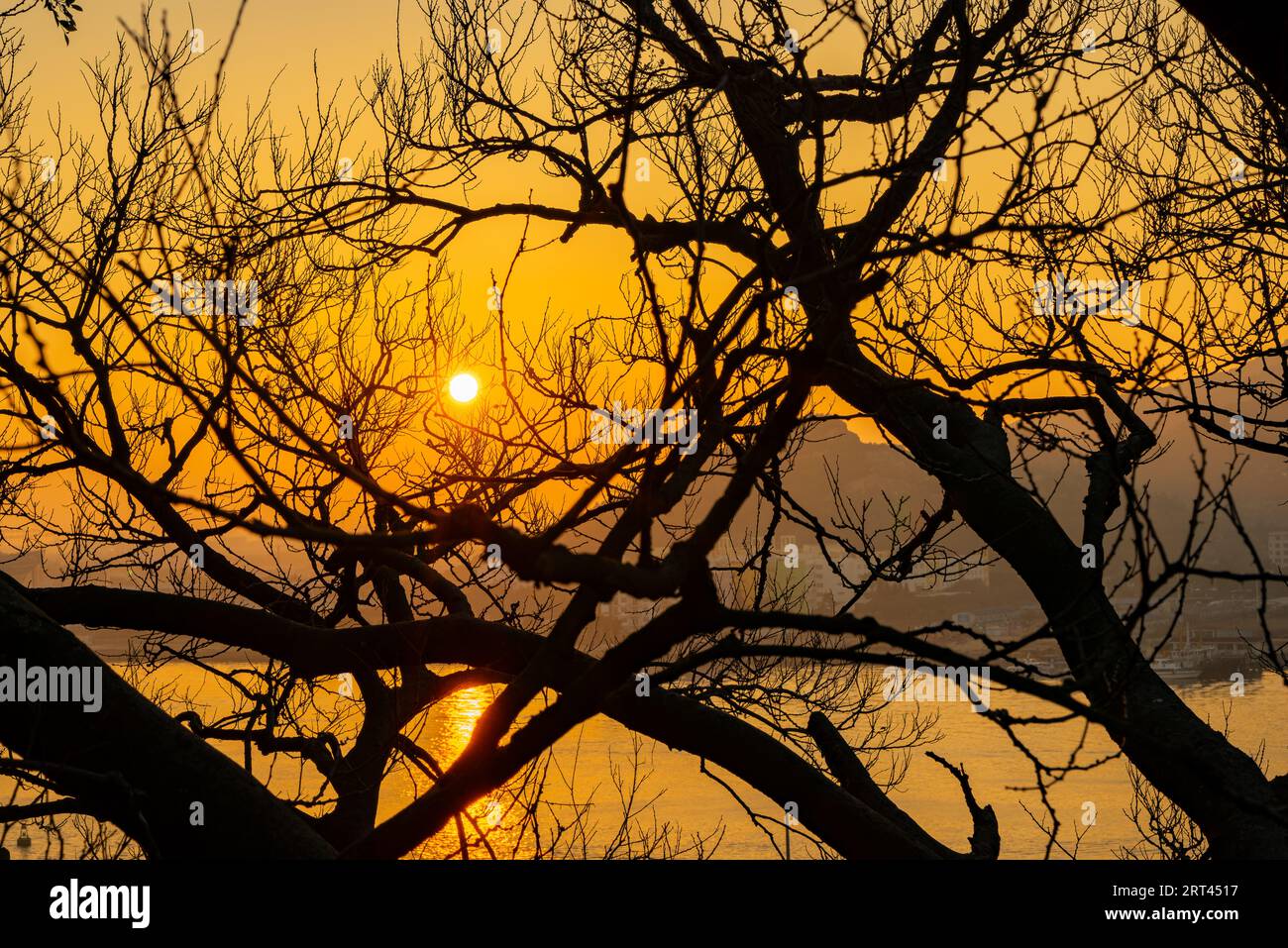 Tree shadow with sun hi-res stock photography and images - Alamy