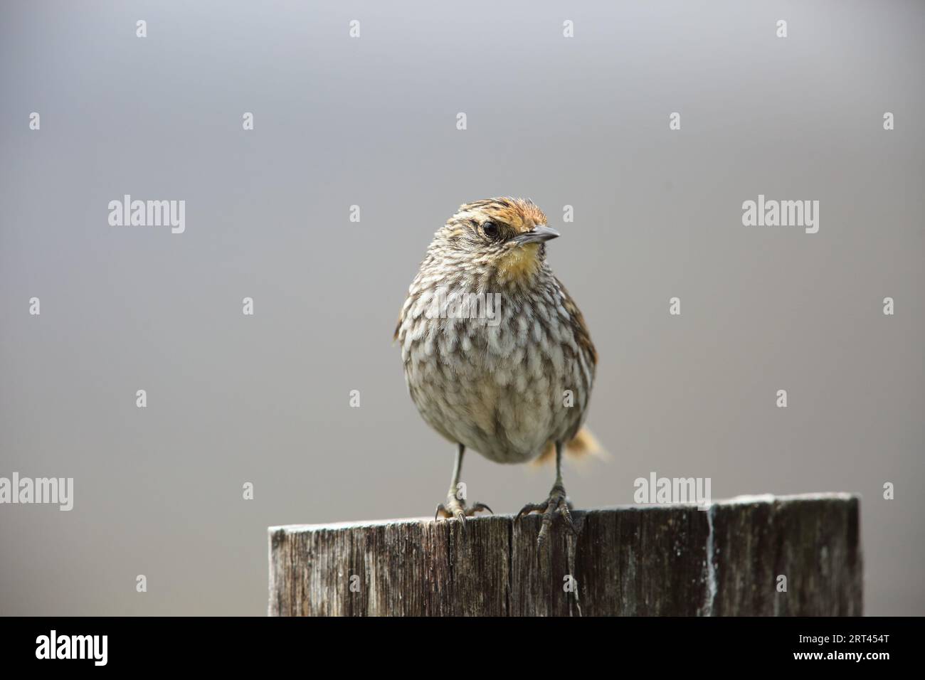 The many-striped canastero (Asthenes flammulata) is a species of ...