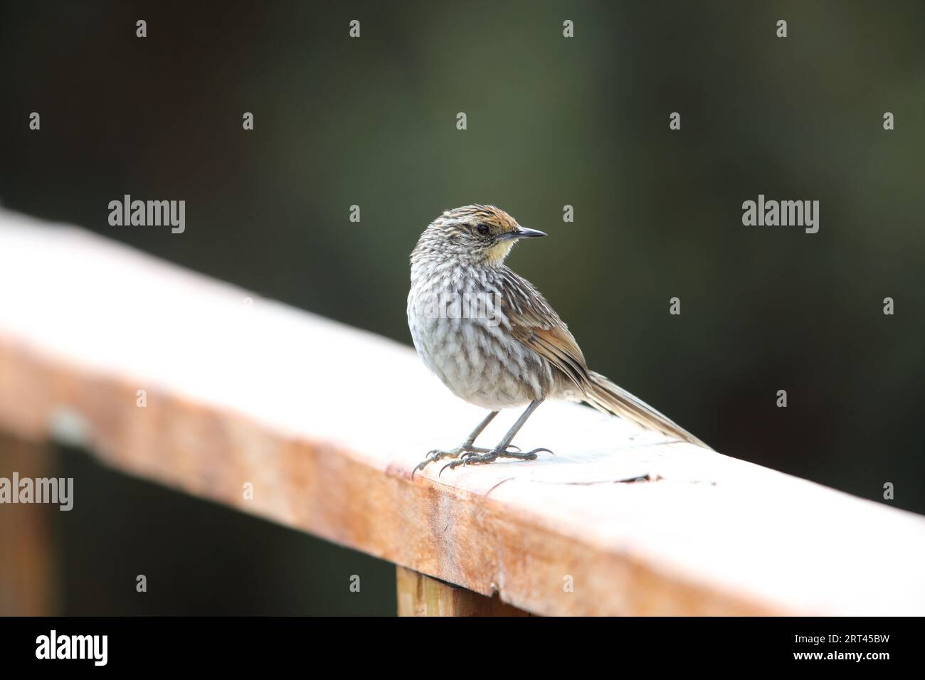 The many-striped canastero (Asthenes flammulata) is a species of ...