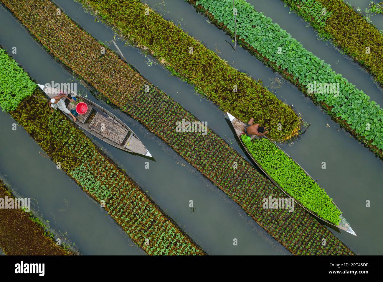 Pirojpur, Bangladesh: Aerial view of Floating vegetable beds at ...