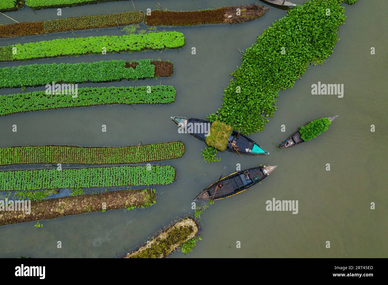 Pirojpur, Bangladesh: Aerial view of Floating vegetable beds at ...