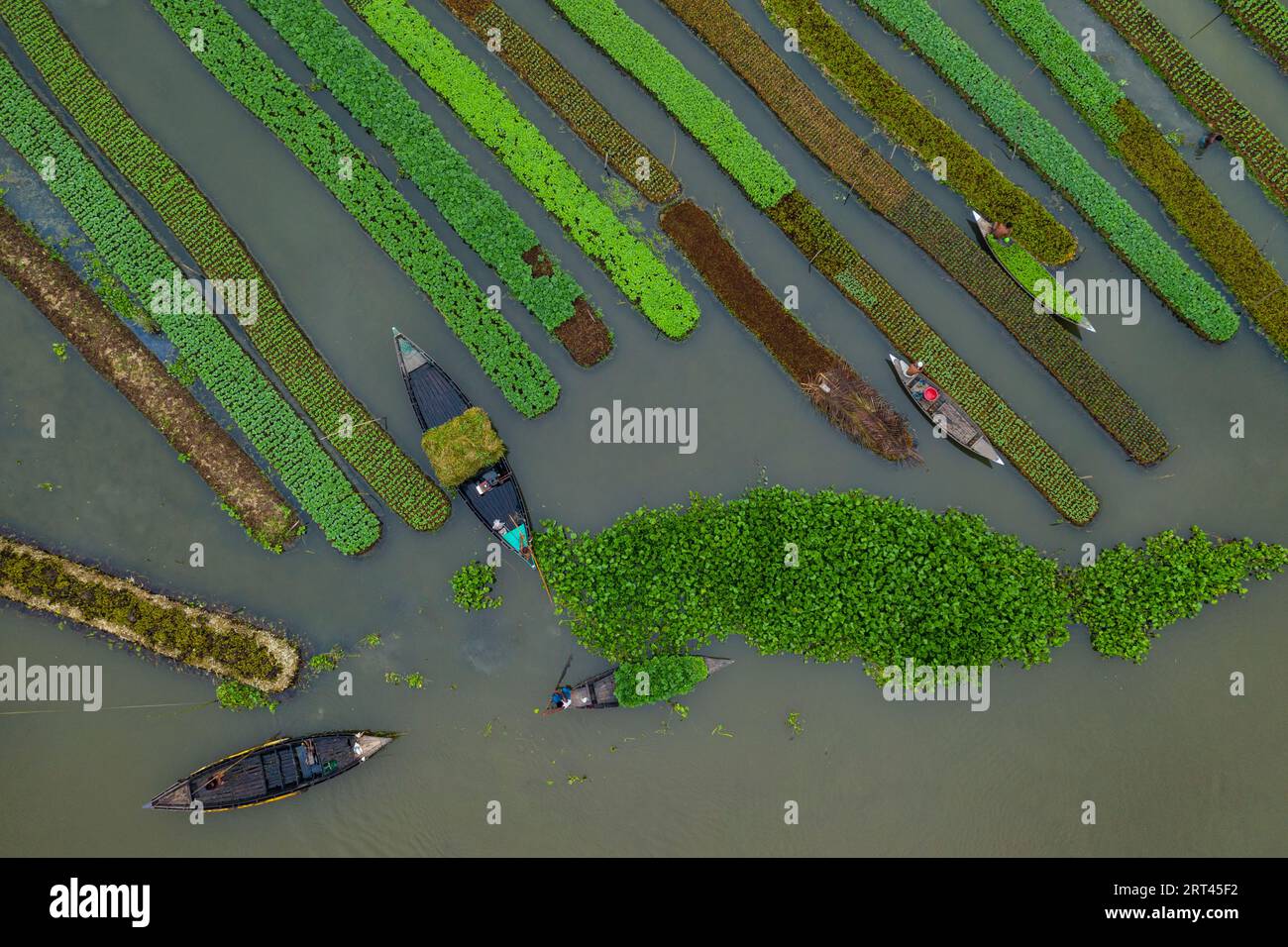 Pirojpur, Bangladesh: Aerial view of Floating vegetable beds at ...