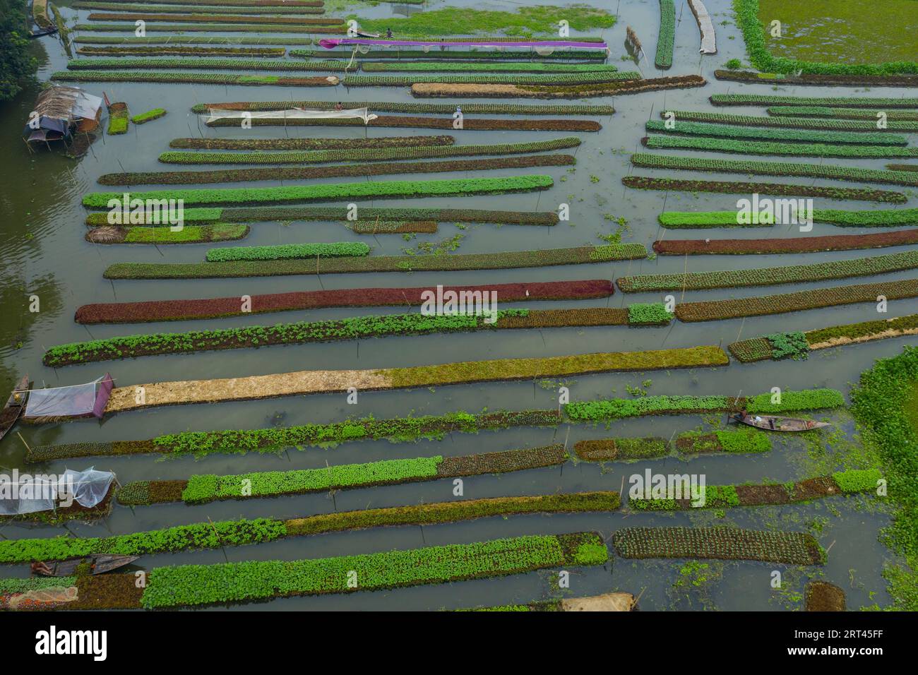 Pirojpur, Bangladesh: Aerial view of Floating vegetable beds at ...