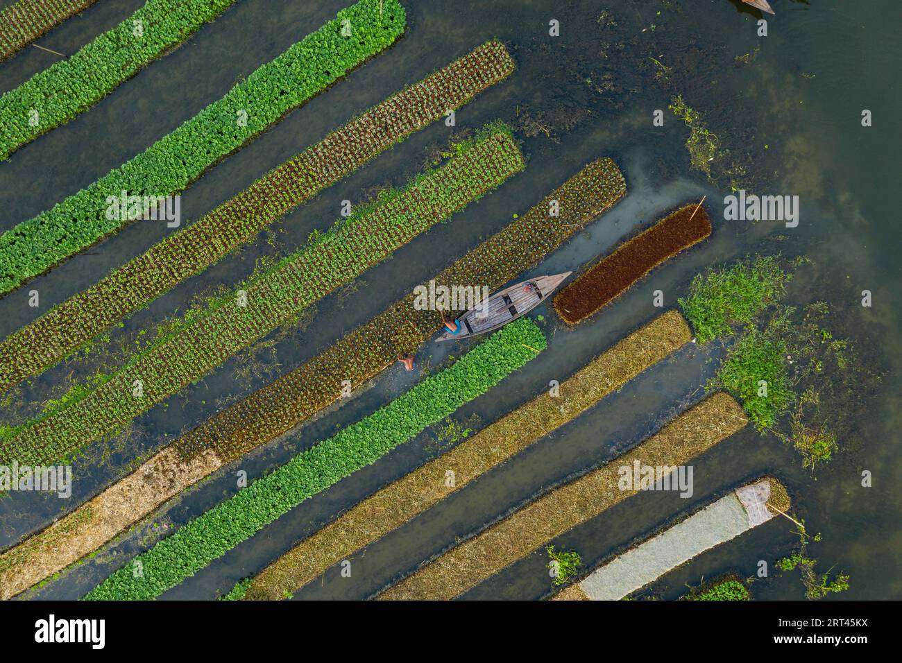 Pirojpur, Bangladesh: Aerial view of Floating vegetable beds at ...