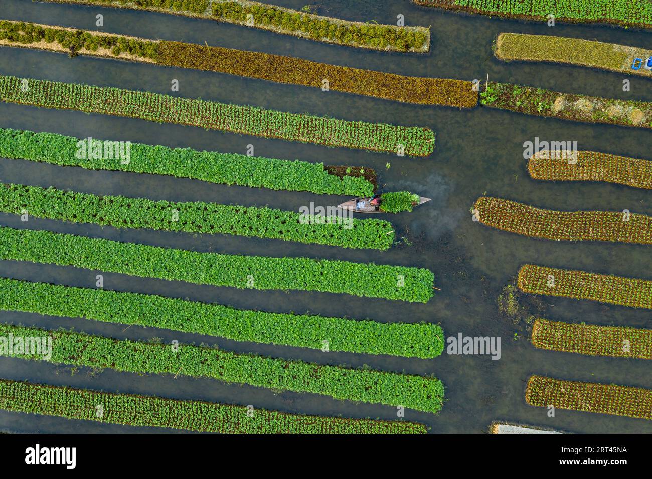 Pirojpur, Bangladesh: Aerial view of Floating vegetable beds at ...