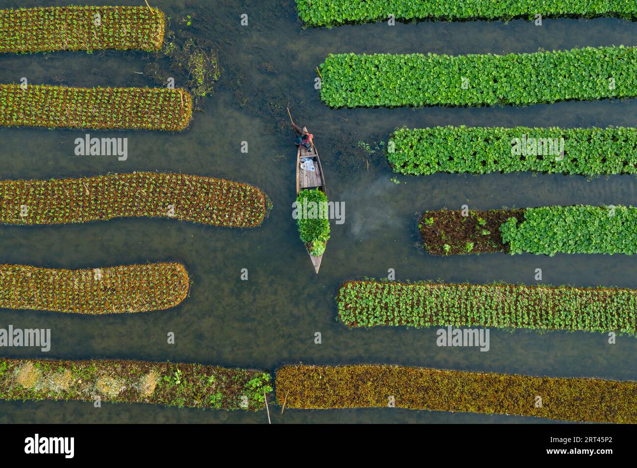 Pirojpur, Bangladesh: Aerial view of Floating vegetable beds at ...