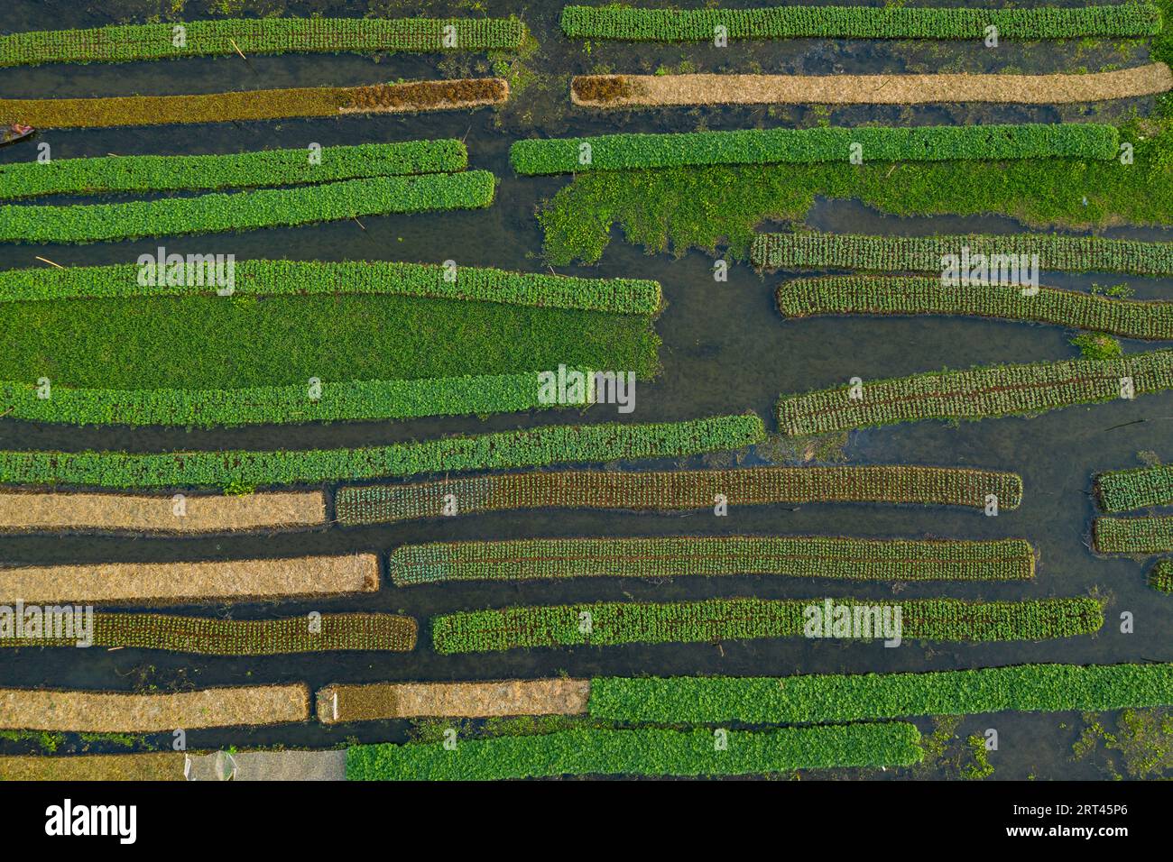 Pirojpur, Bangladesh: Aerial view of Floating vegetable beds at ...