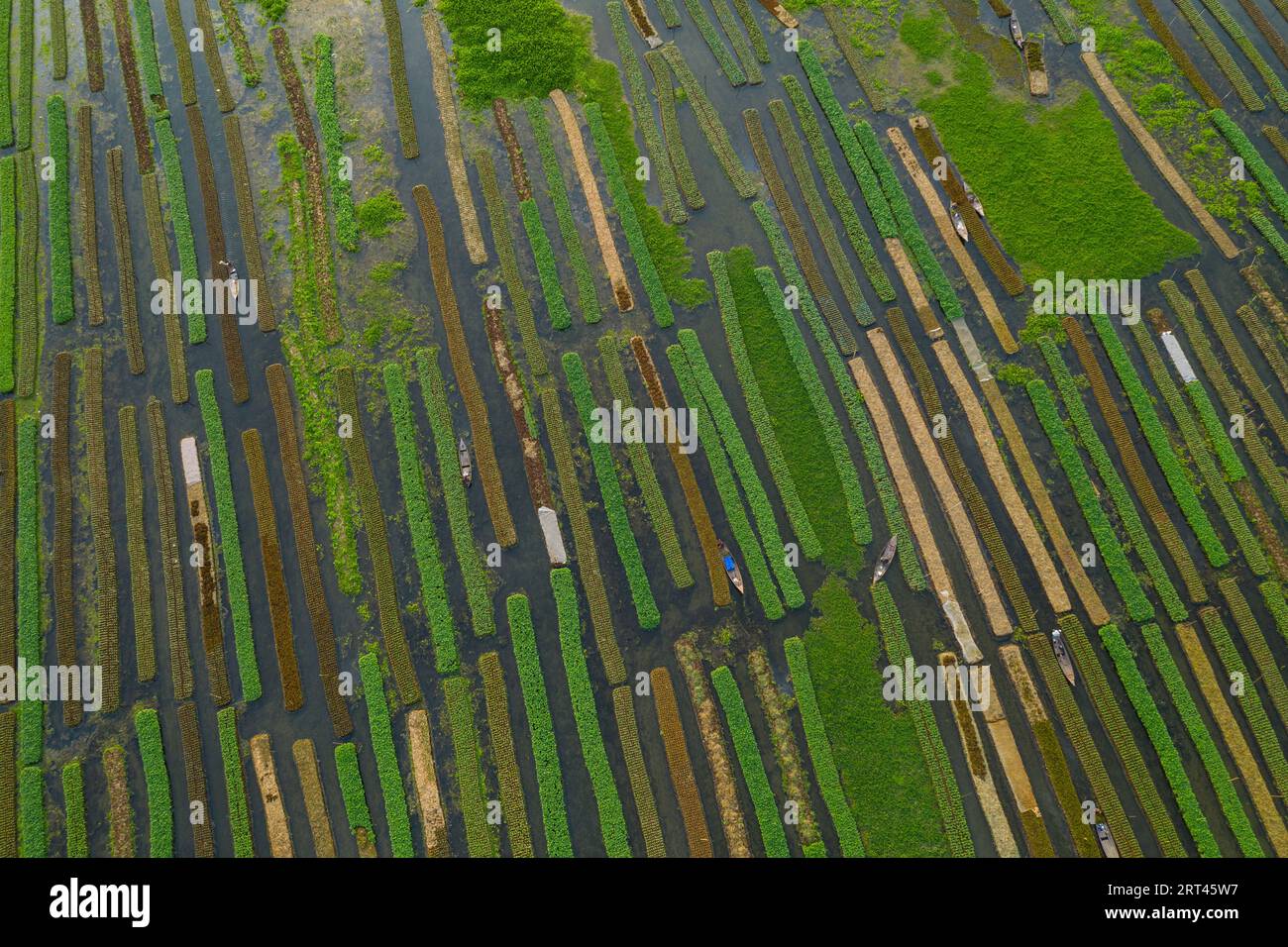 Pirojpur, Bangladesh: Aerial view of Floating vegetable beds at ...