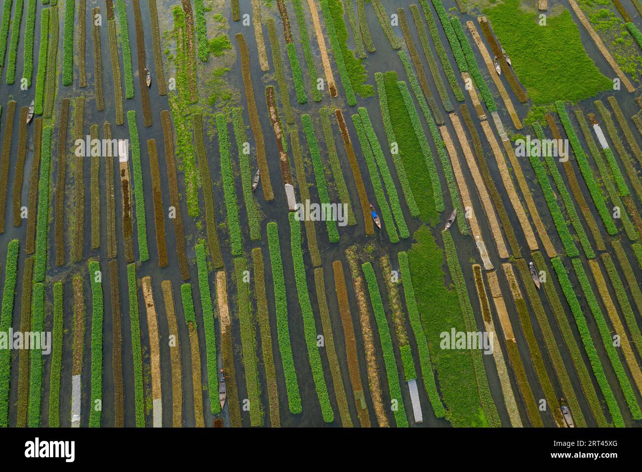Pirojpur, Bangladesh: Aerial view of Floating vegetable beds at ...