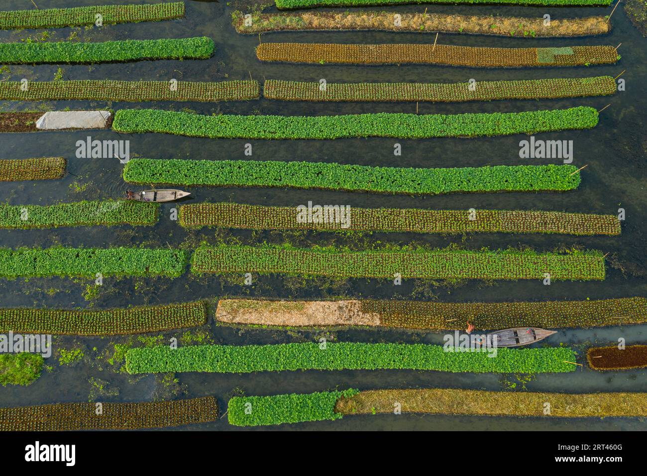 Pirojpur, Bangladesh: Aerial view of Floating vegetable beds at ...
