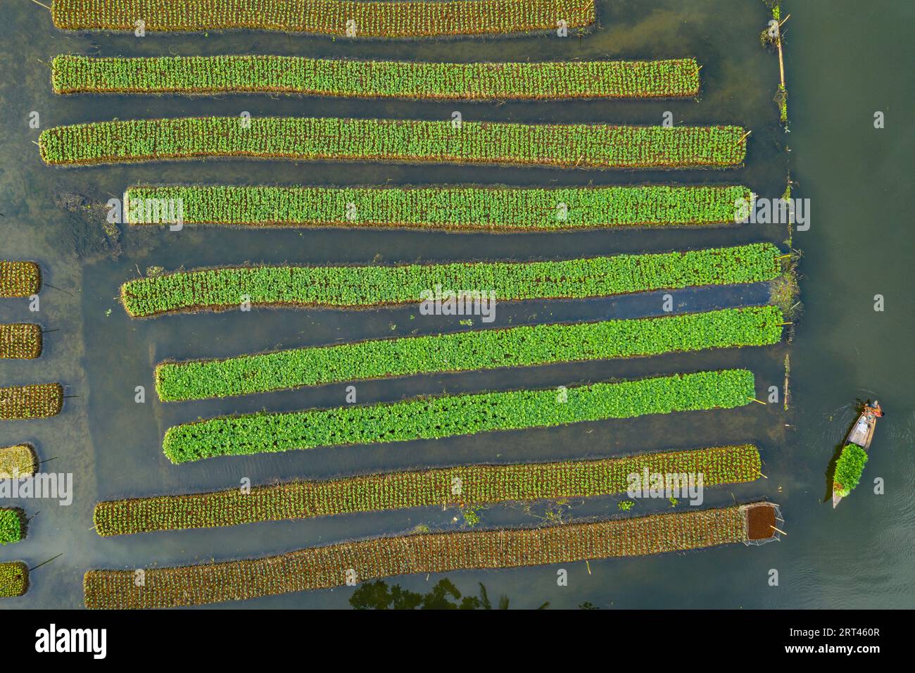 Pirojpur, Bangladesh: Aerial view of Floating vegetable beds at ...