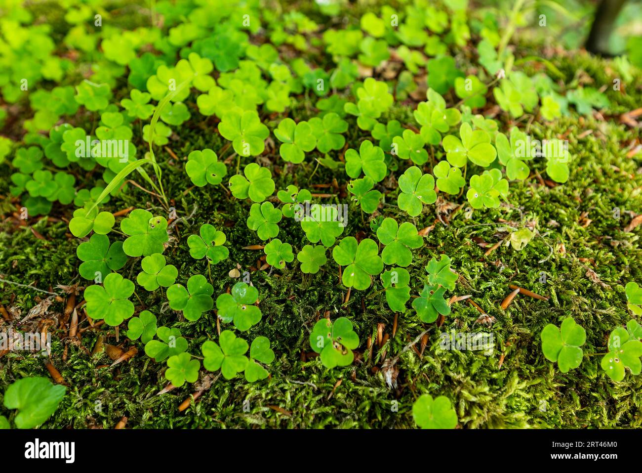 Sorrel tree hi-res stock photography and images - Alamy