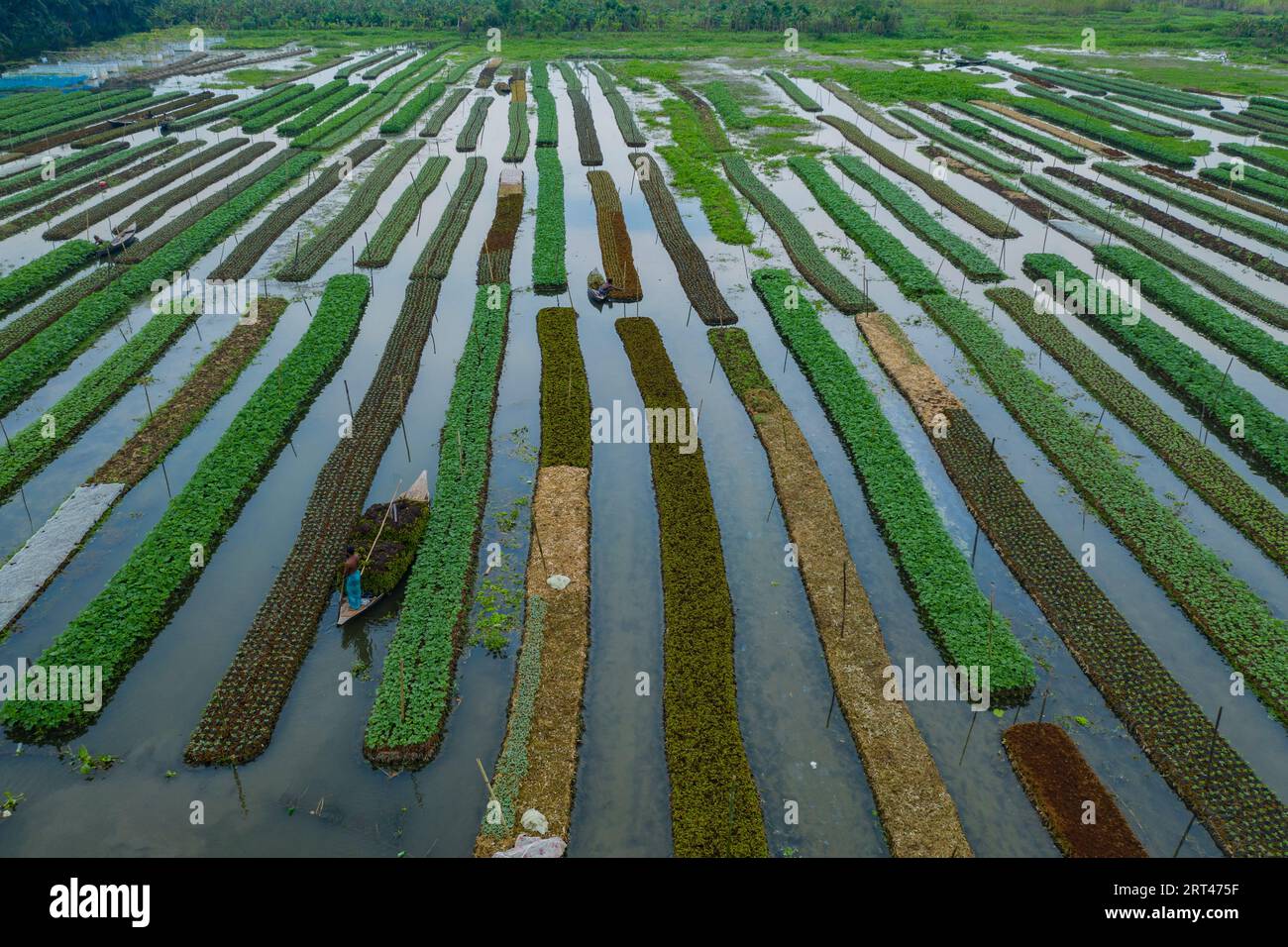 Pirojpur, Bangladesh: Aerial view of Floating vegetable beds at ...