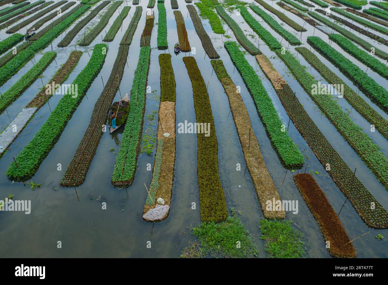 Pirojpur, Bangladesh: Aerial view of Floating vegetable beds at ...