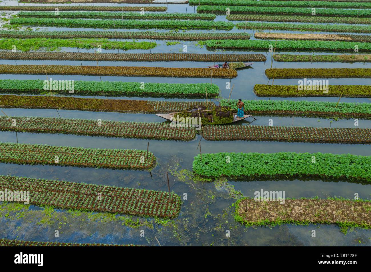 Pirojpur, Bangladesh: Aerial view of Floating vegetable beds at ...