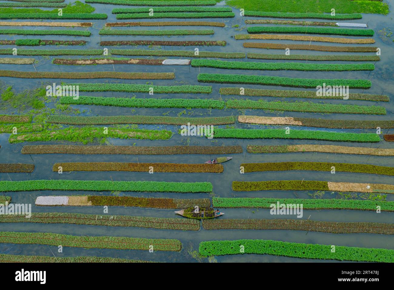 Pirojpur, Bangladesh: Aerial view of Floating vegetable beds at ...