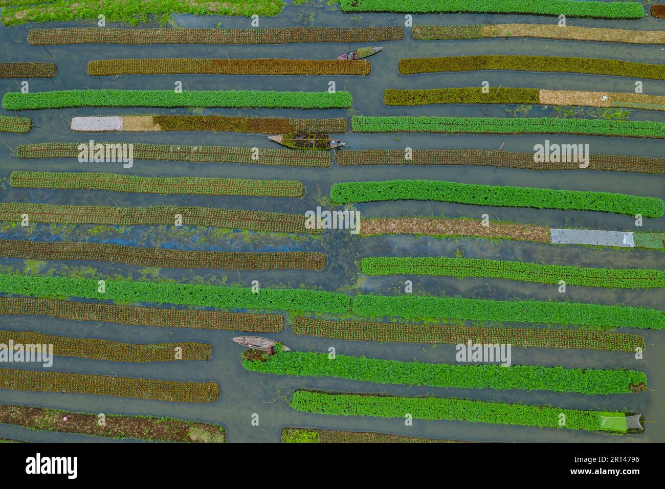 Pirojpur, Bangladesh: Aerial view of Floating vegetable beds at ...