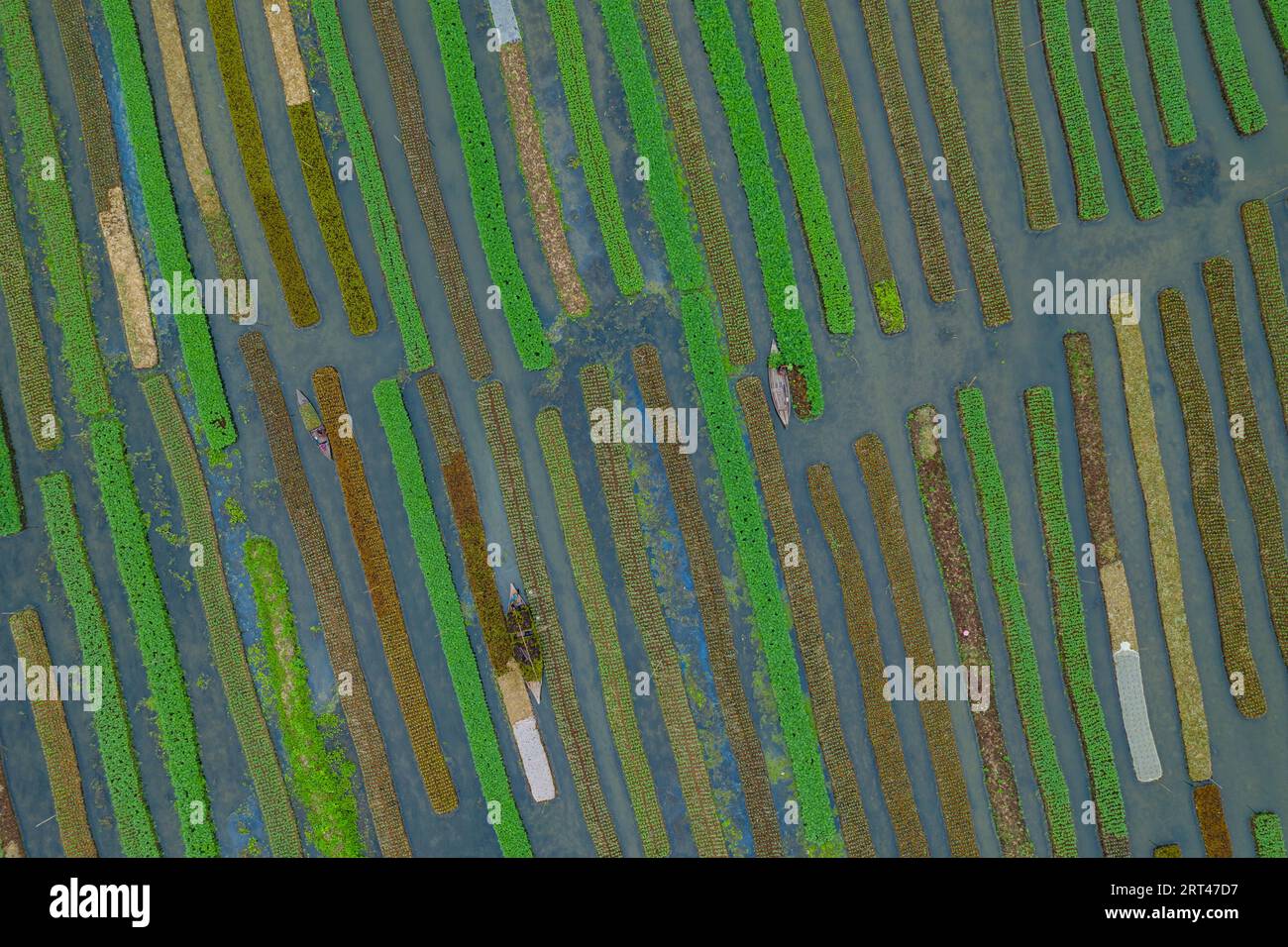 Pirojpur, Bangladesh: Aerial view of Floating vegetable beds at ...